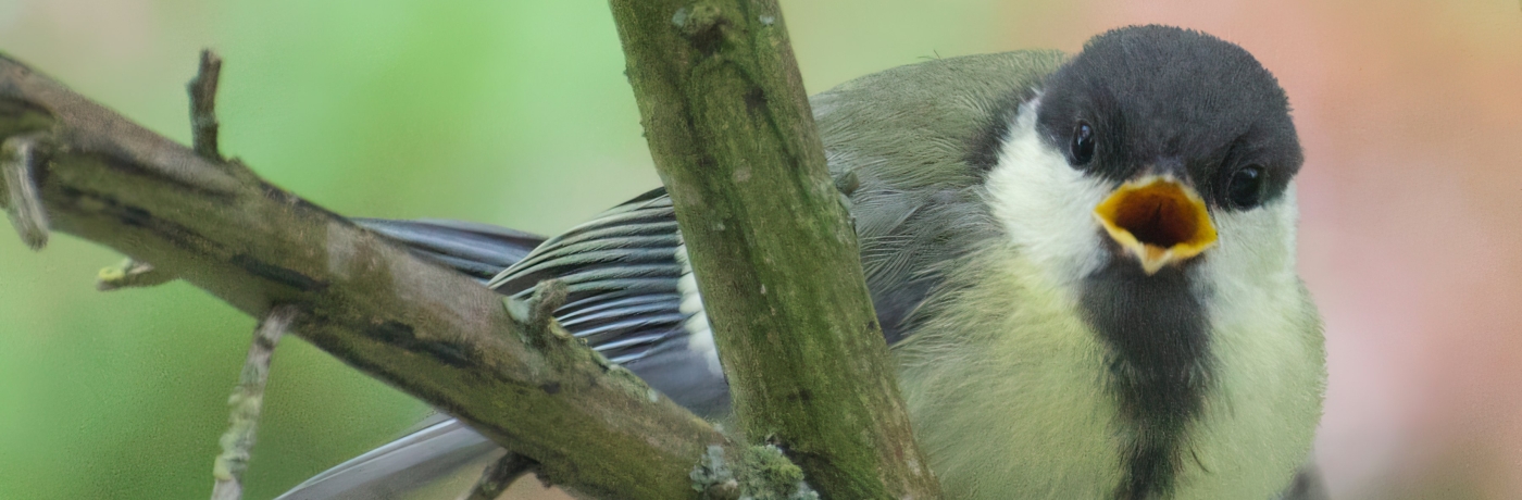 Jonge mezen (obees mees)