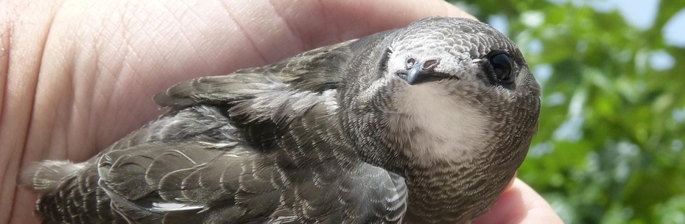 Gierzwaluw (Apus apus) – het zomerse verhaal van de Honderd-Dagen Vogel