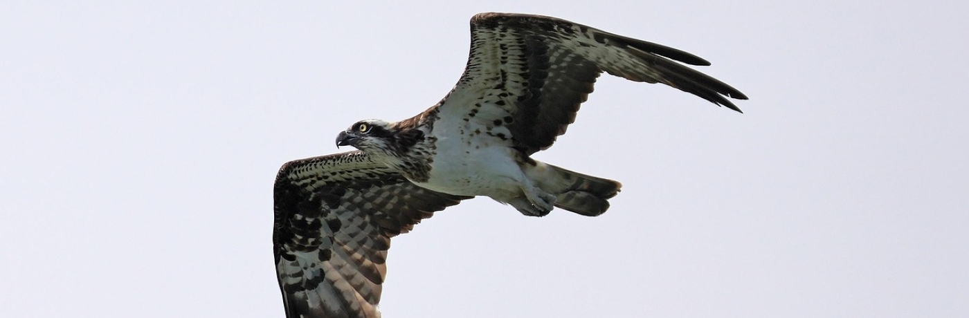 Vogelexcursie Biesbosch: Visarend, Wielewaal & Bever!