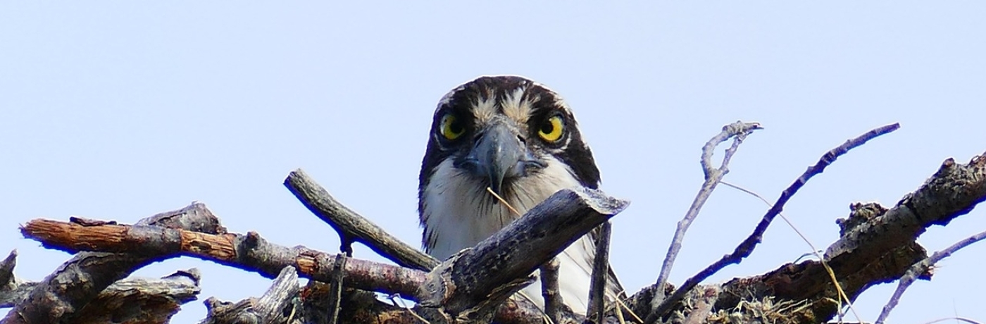 Visarend – Alles over deze spectaculaire roofvogel in Nederland