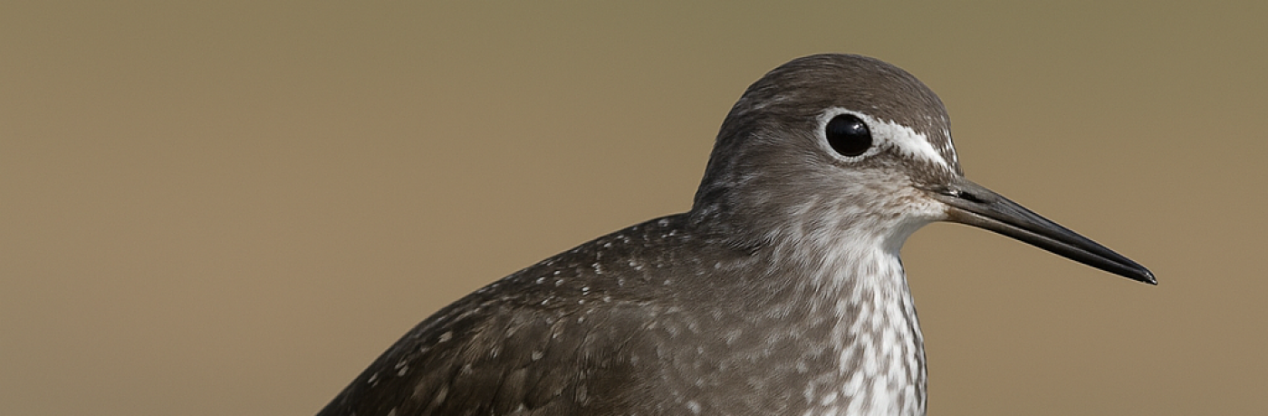 Witgat – Kenmerken, leefgebied en gedrag in Nederland