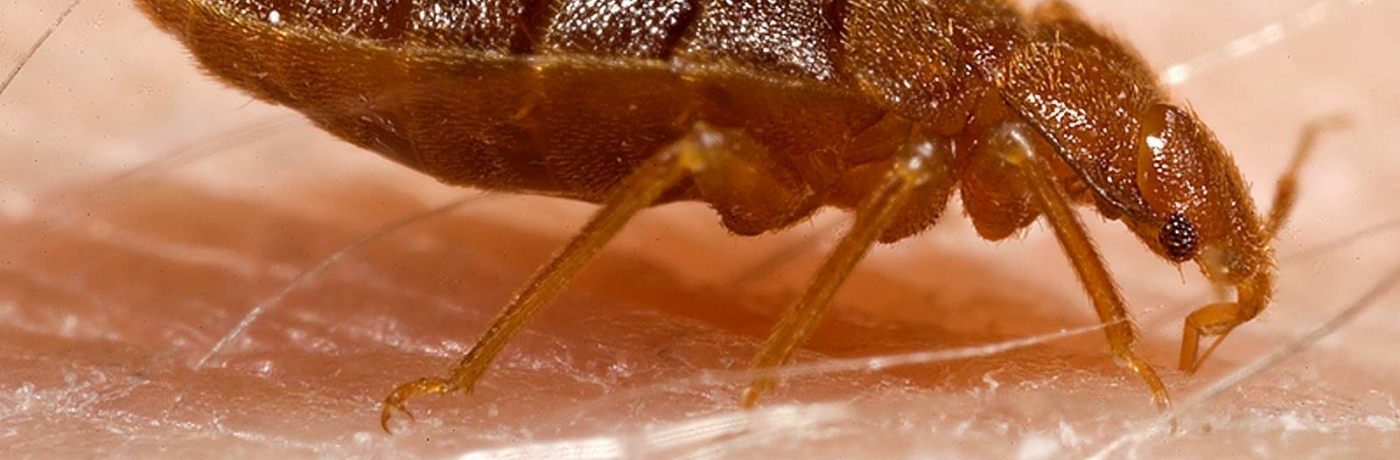 Bedwantsen beet herkennen en behandelen 🛌🏻 Tips en fotos: