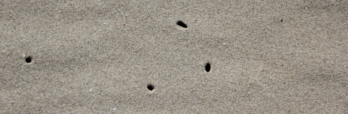 Zandvlooien – wat kan je er tegen doen en hoe herken je ze? ⛱️